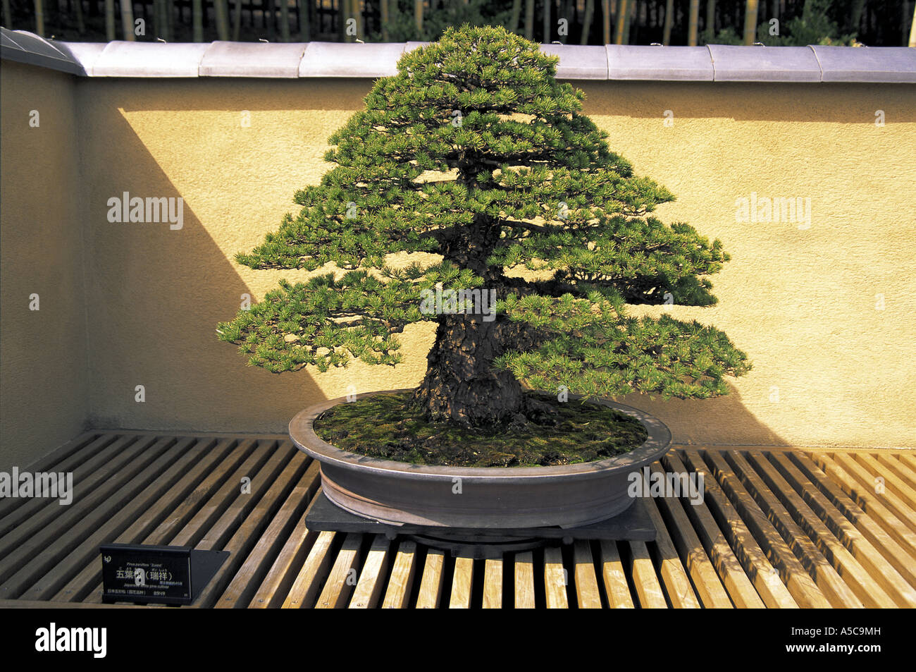 Pine tree bonsai in Tokyo Japan Stock Photo - Alamy