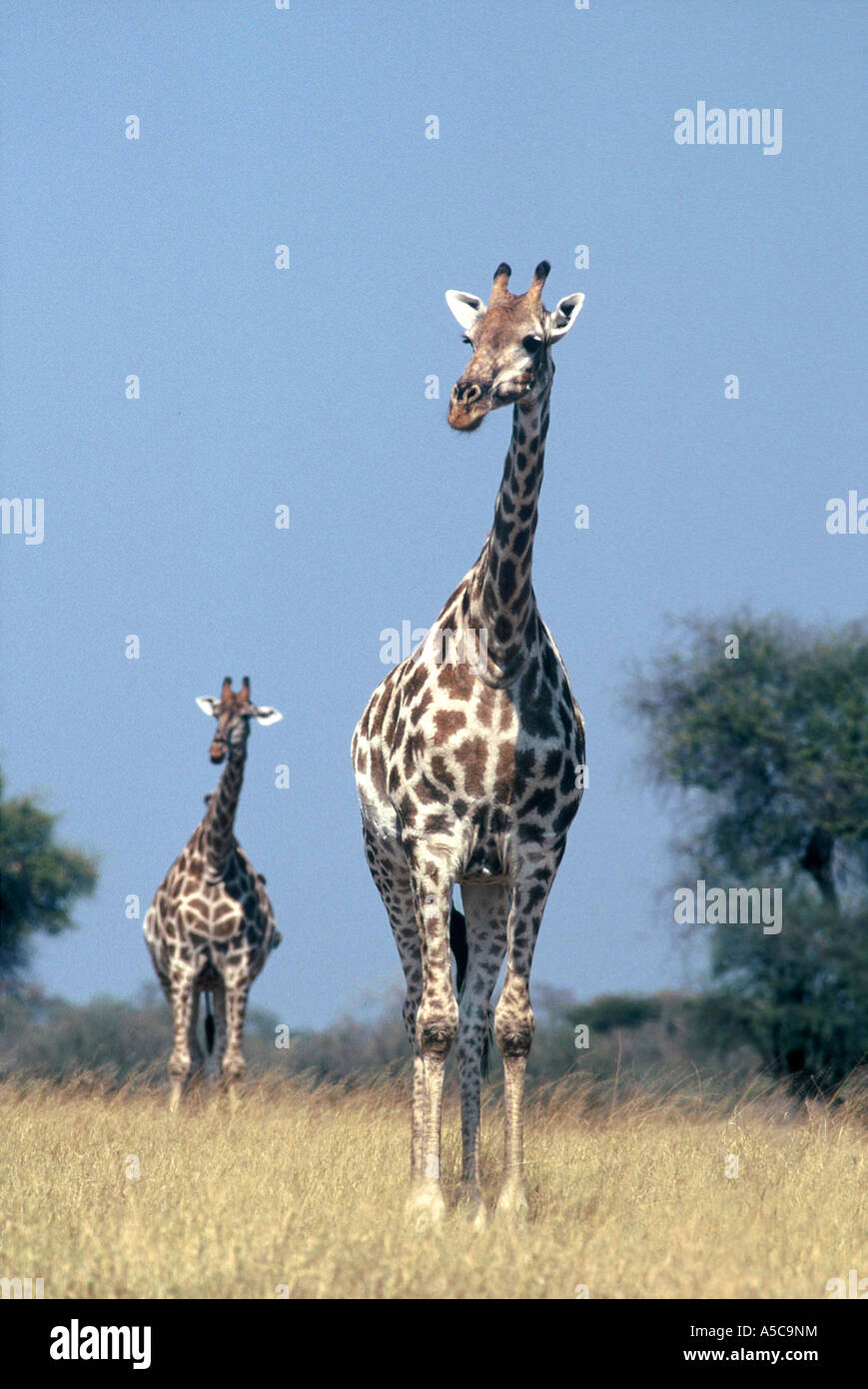 Giraffe main hi-res stock photography and images - Alamy