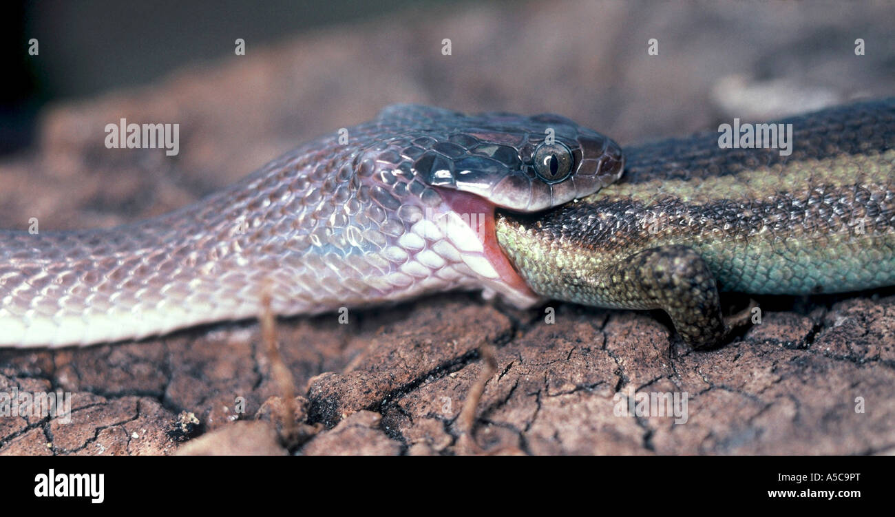 Herald Snake eating skink, Crotaphopeltis hotamboeia Stock Photo - Alamy