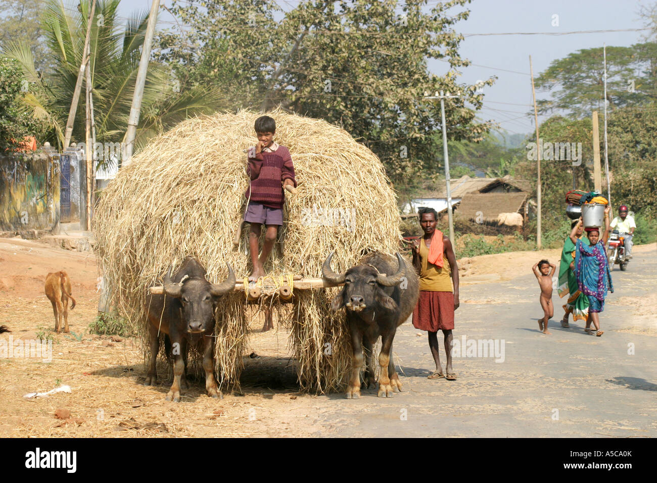 Bullocks pulling cart hi-res stock photography and images - Alamy
