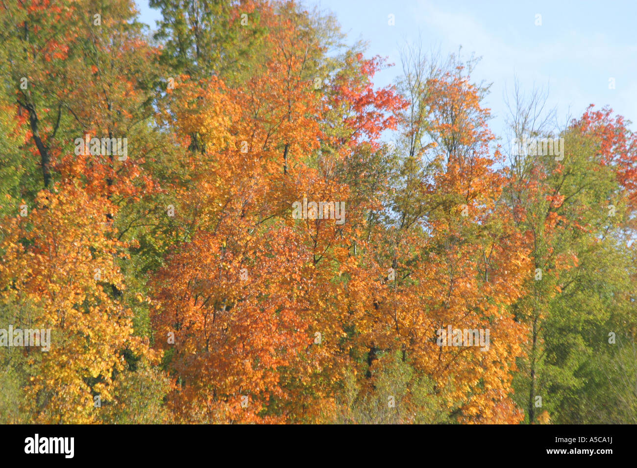 Autumn / Fall foliage colors in the landscape of the Sibillini National ...