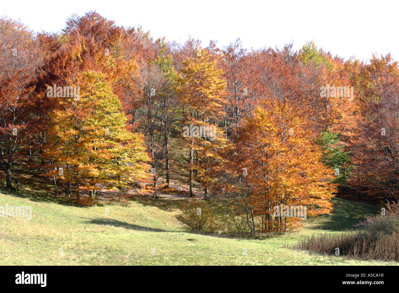 Autumn / Fall foliage colors in the landscape of the Sibillini National ...