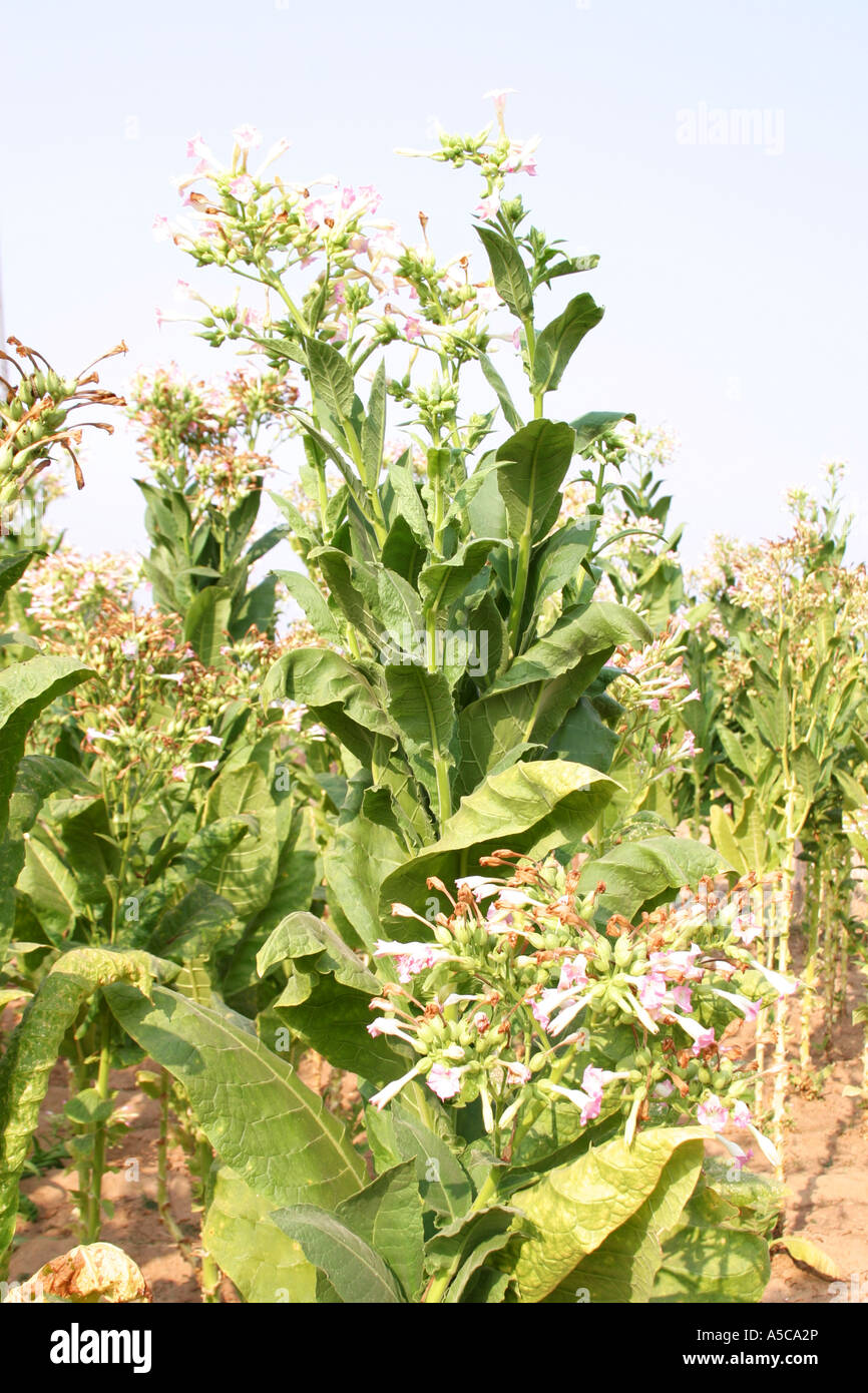 Place to visit in north india hi-res stock photography and images - Alamy