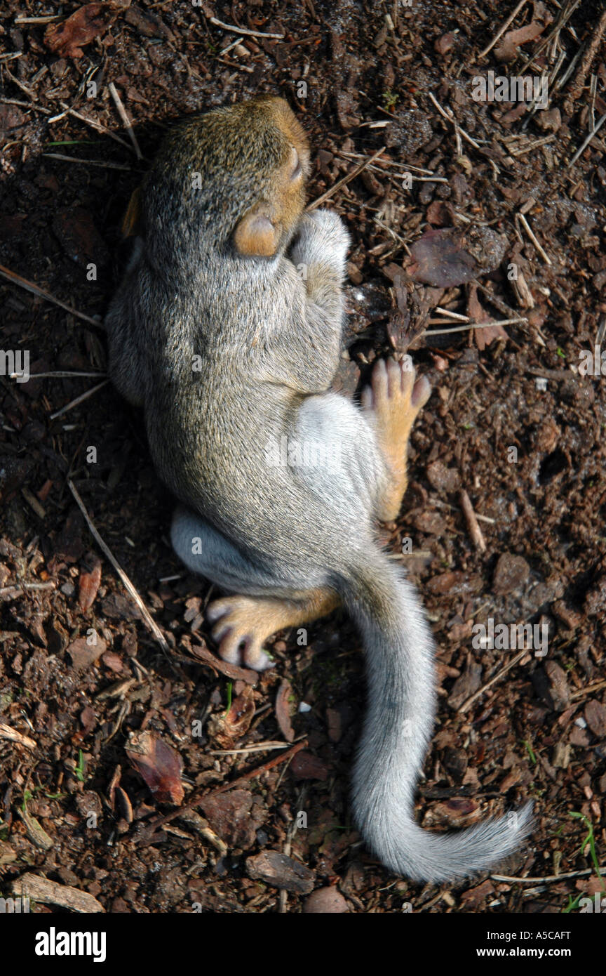 Drey hi-res stock photography and images - Alamy