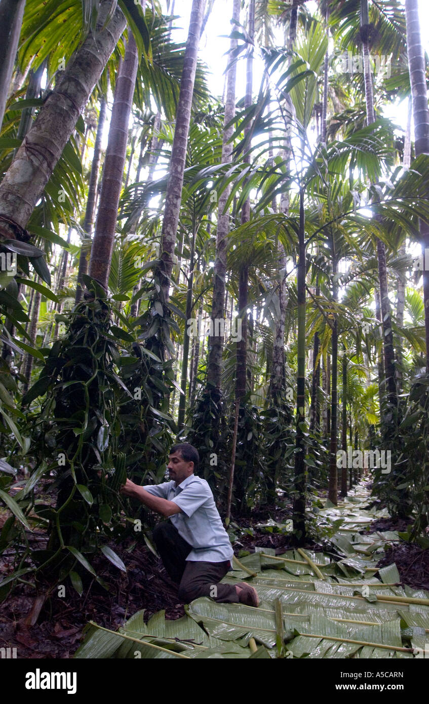 Vanilla farmers harvesting Fairtrade vanilla which they sell to ice ...