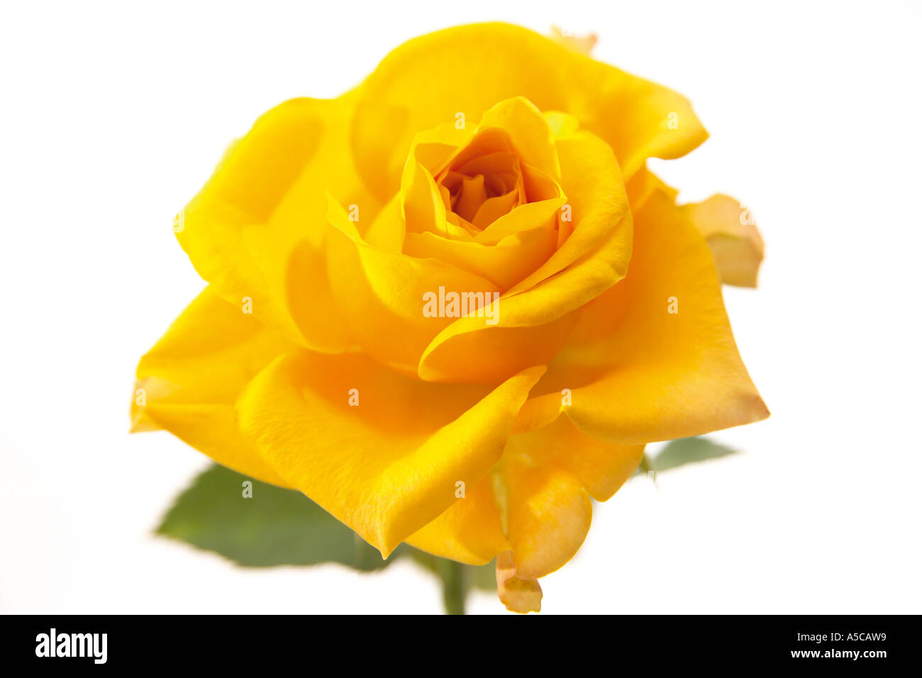 Floribundas hi-res stock photography and images - Alamy