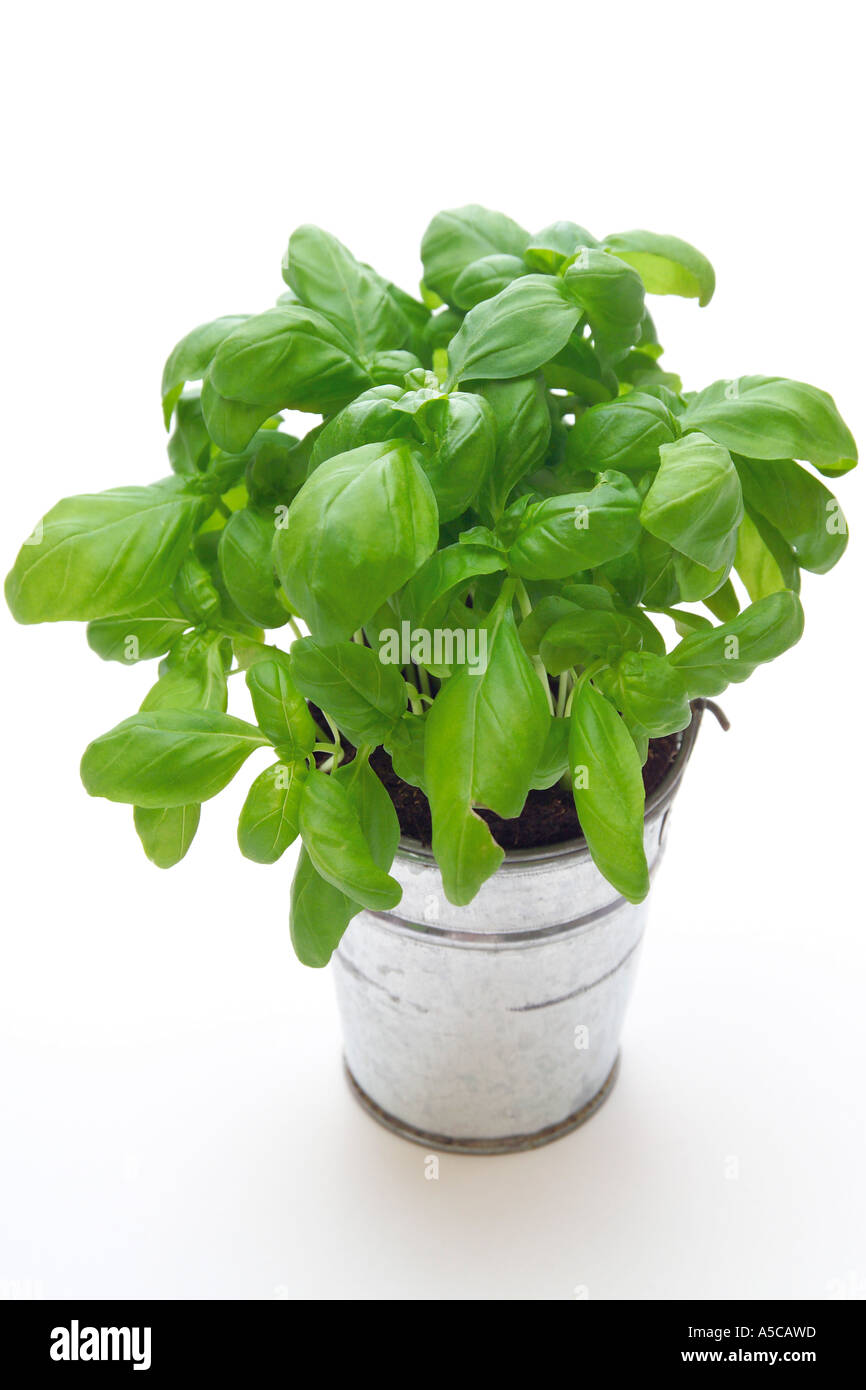 Basil in metal pot, elevated view Stock Photo - Alamy