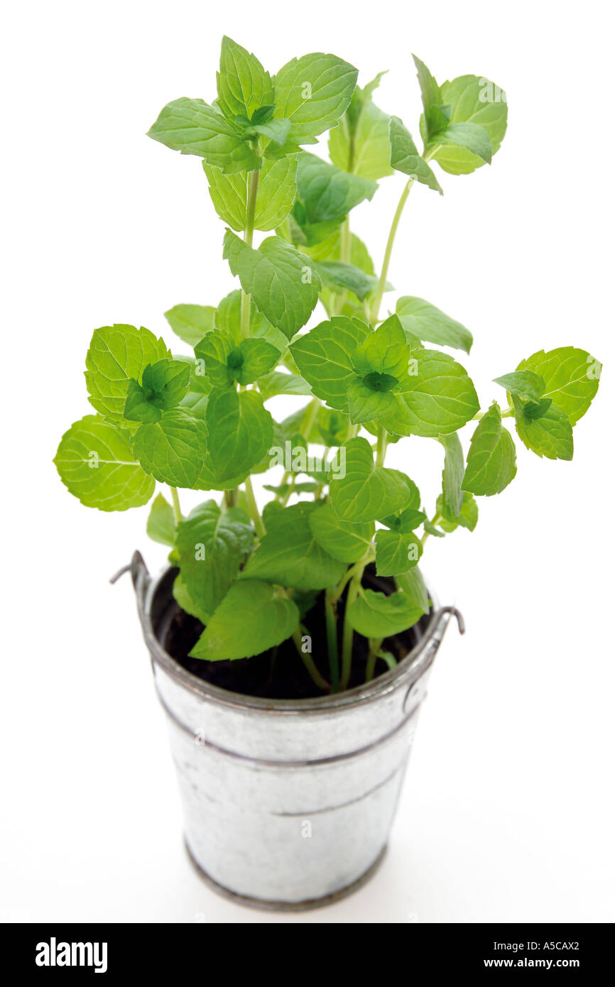 Peppermint in a pot Stock Photo - Alamy