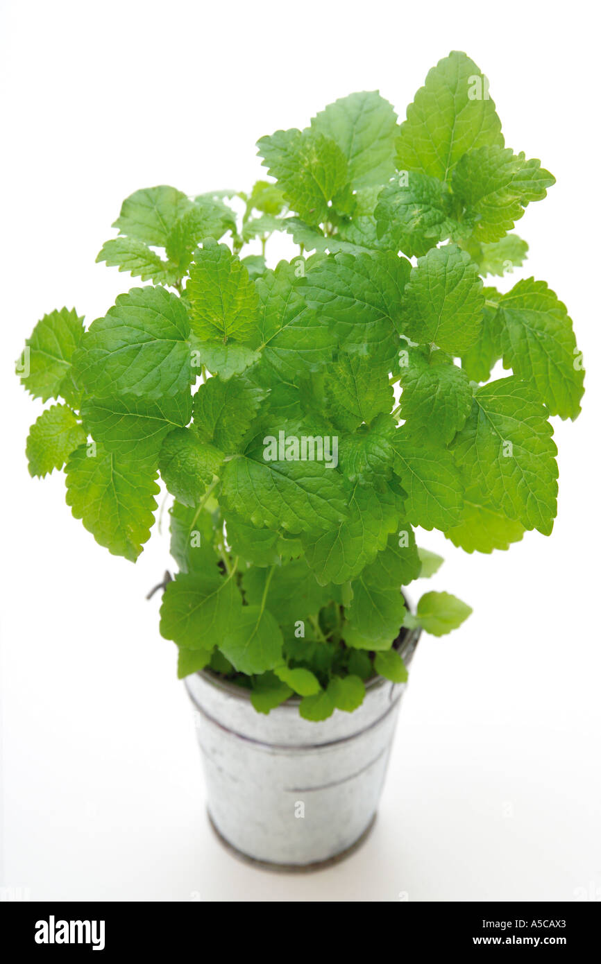 Lemon balm in a pot Stock Photo - Alamy