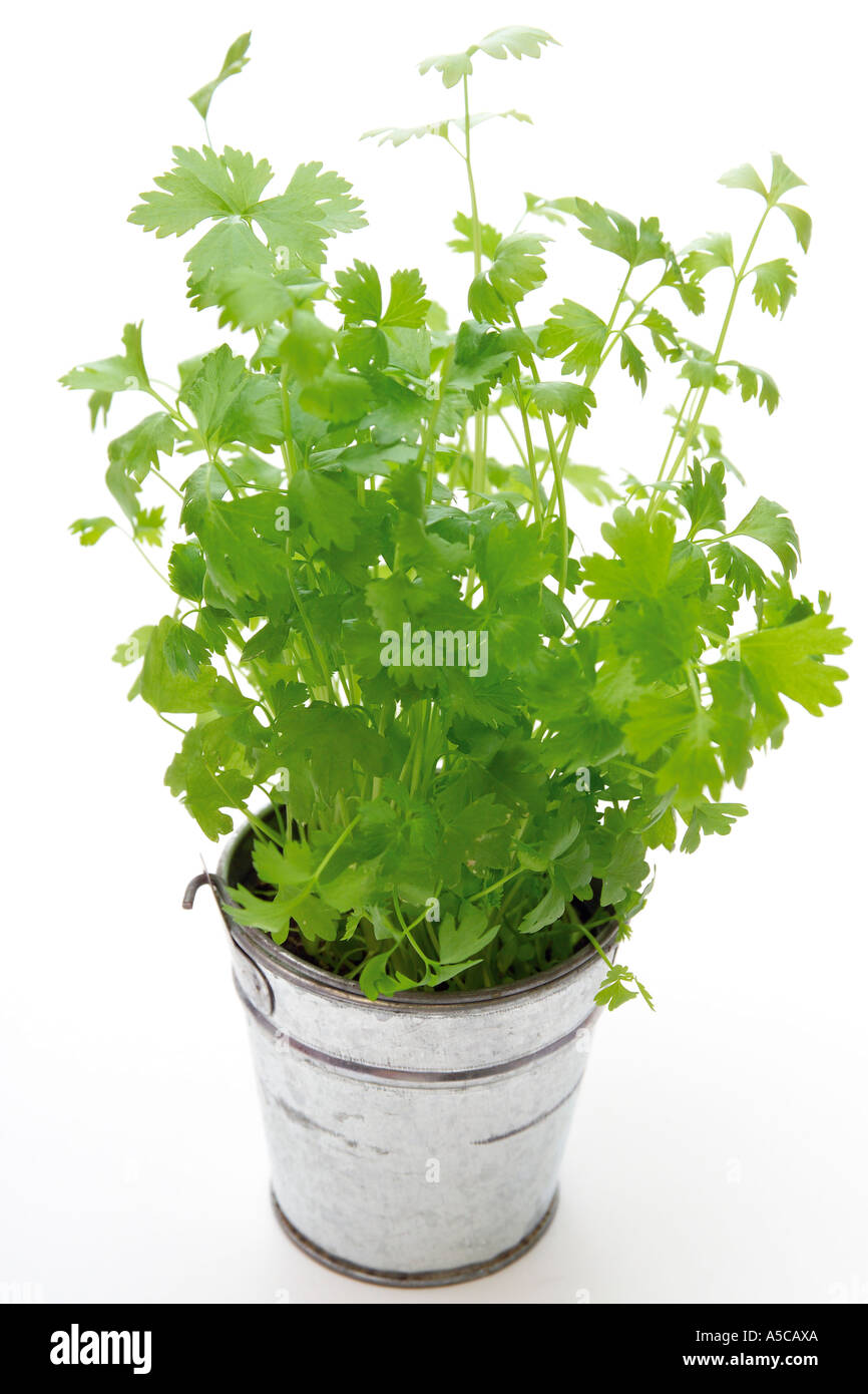 Celery herb in a pot Stock Photo - Alamy