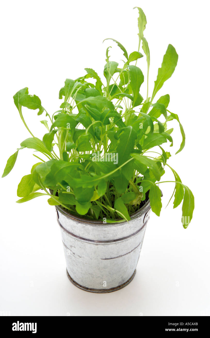 Arugula, rocket, in a pot Stock Photo - Alamy