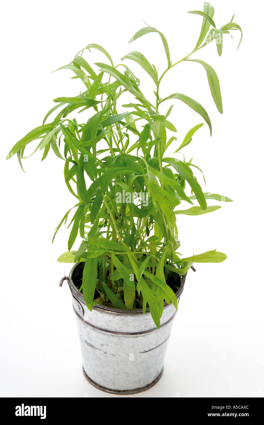 Pot plant cut out from above hi-res stock photography and images - Alamy