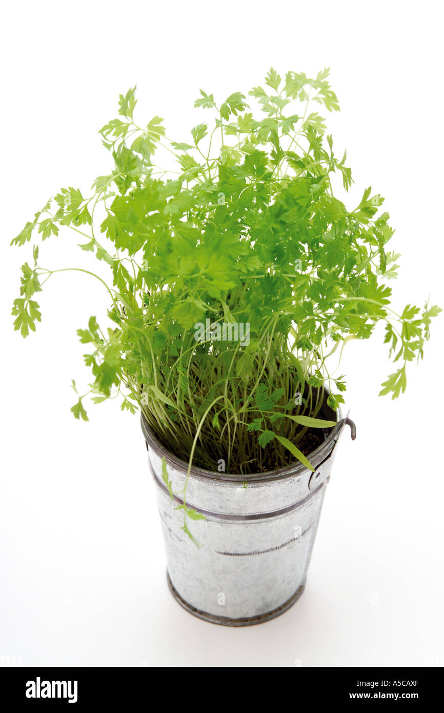 chervil in a pot Stock Photo - Alamy