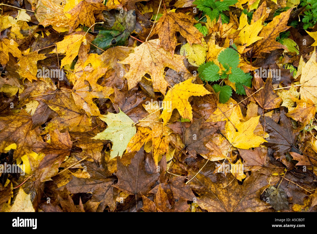 fallen autumn leaves Stock Photo - Alamy