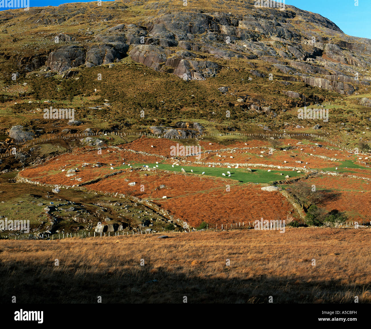 ireland county kerry, small green field surrounded by uncultivated ...