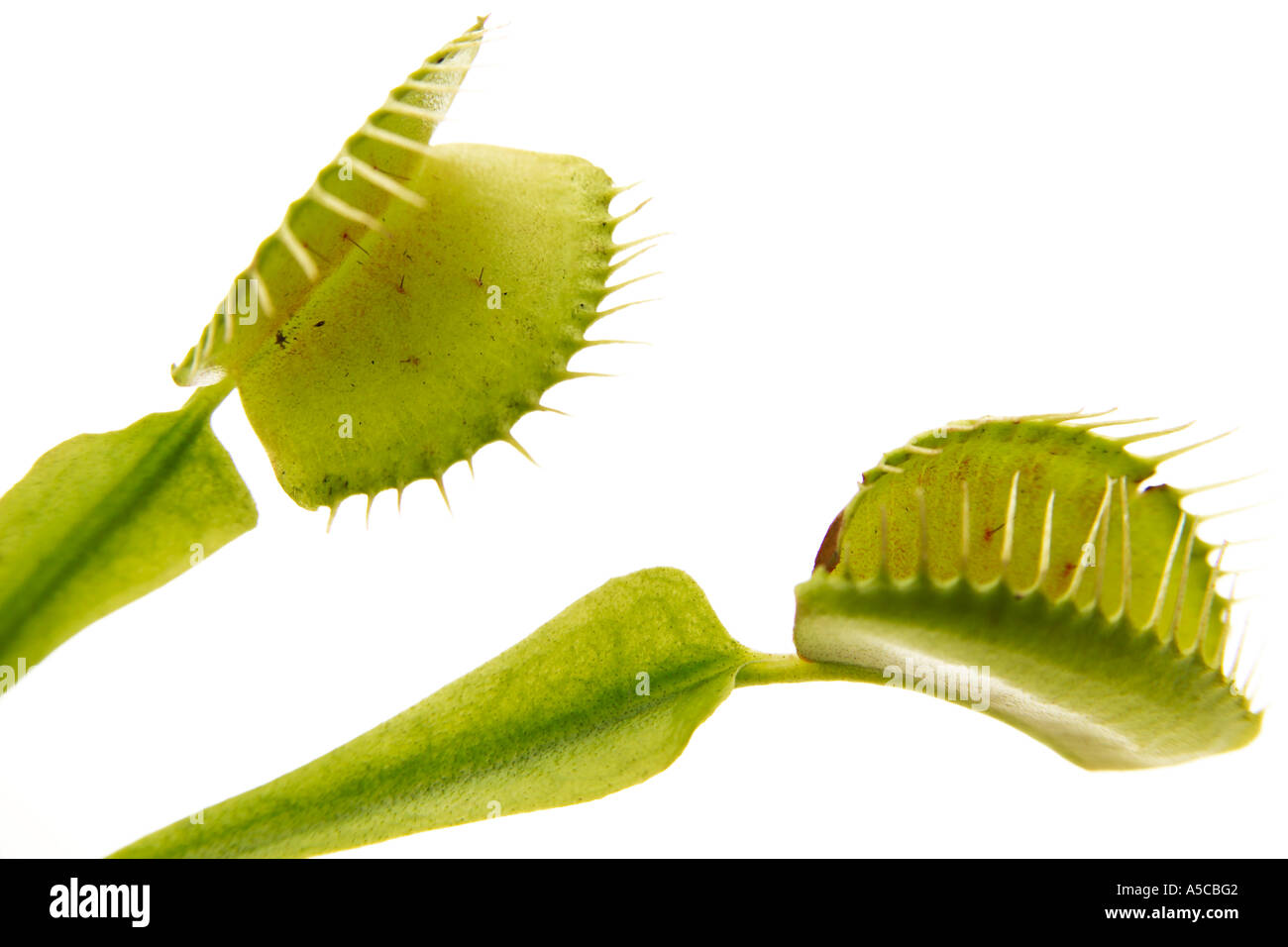 Venus Flytrap Leaves