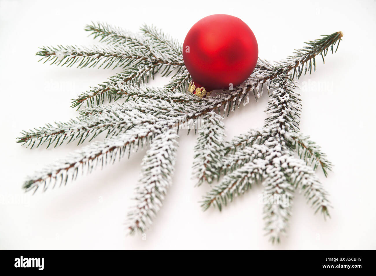 Sprigs of christmas tree Cut Out Stock Images & Pictures - Alamy