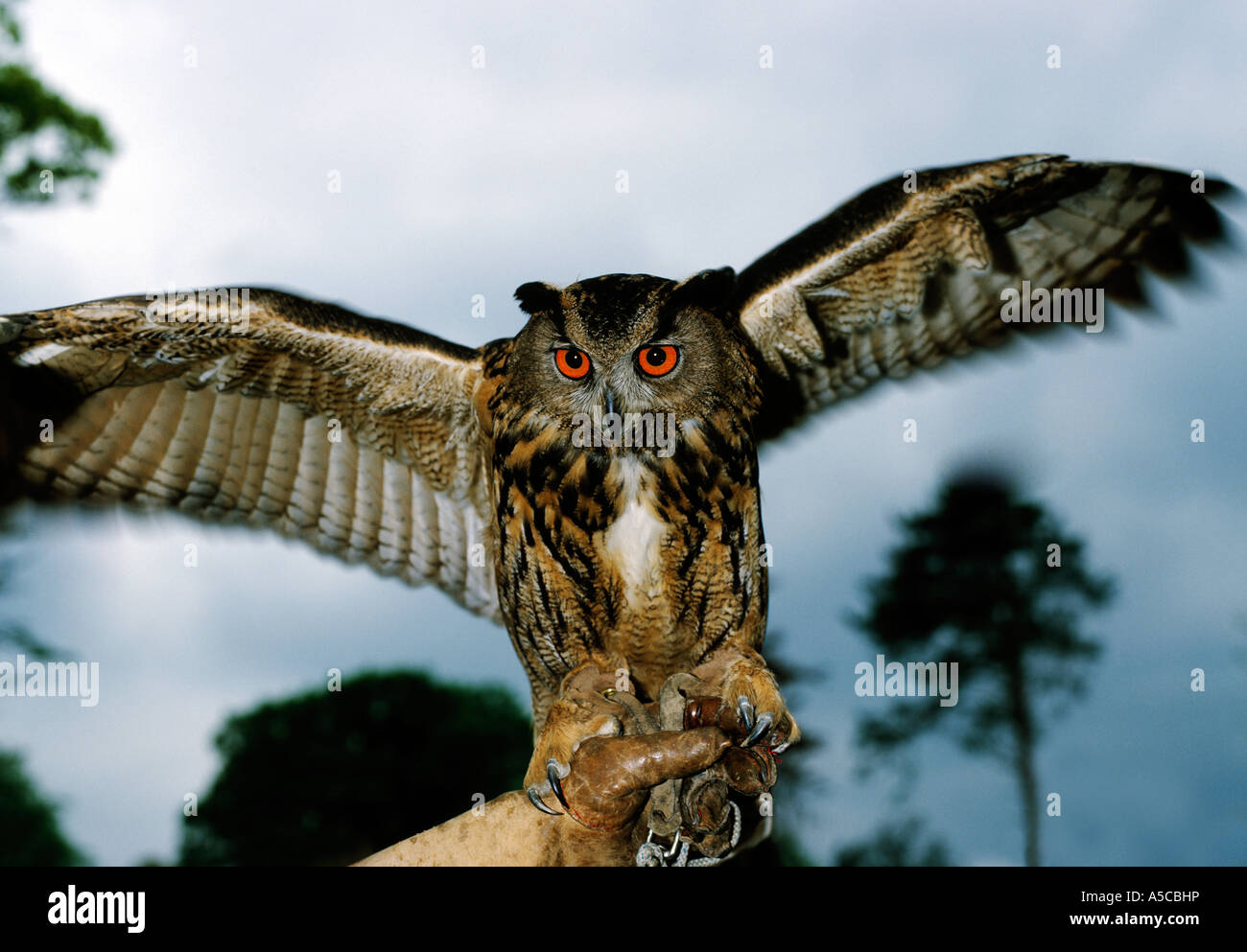 bird of prey perched on the hand of its handler Stock Photo - Alamy