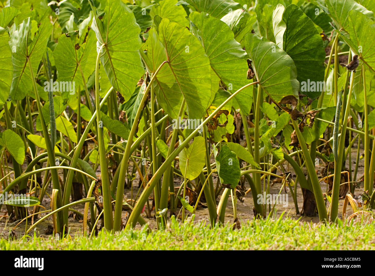 Hawaiian Taro Root High Resolution Stock Photography and Images - Alamy
