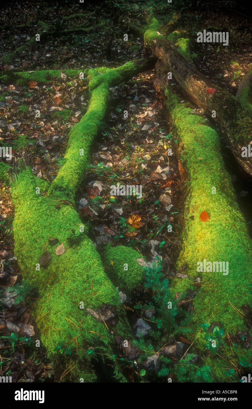 Moss colony on log on woodlands, floor, Great Smoky Mountains National ...