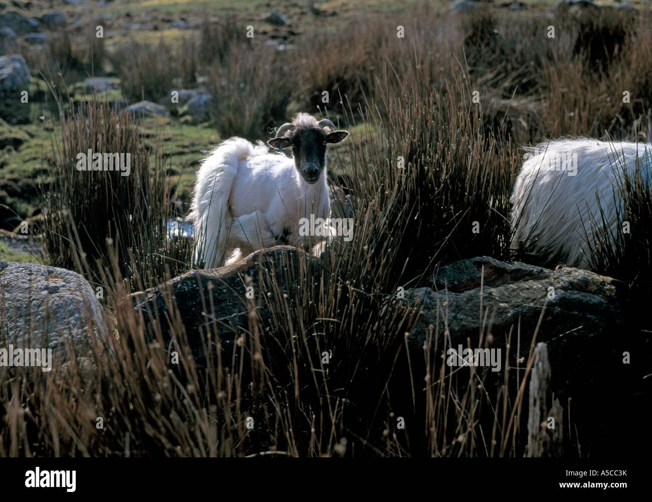 mountain sheep with his wool peeling off , animal themes Stock Photo ...