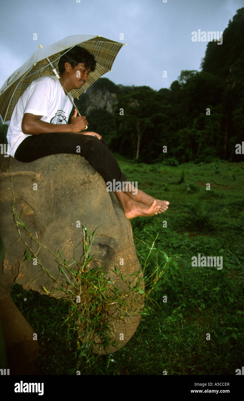 A Mahoot riding an Indian elephant (Elephas maximus indicus) in the ...