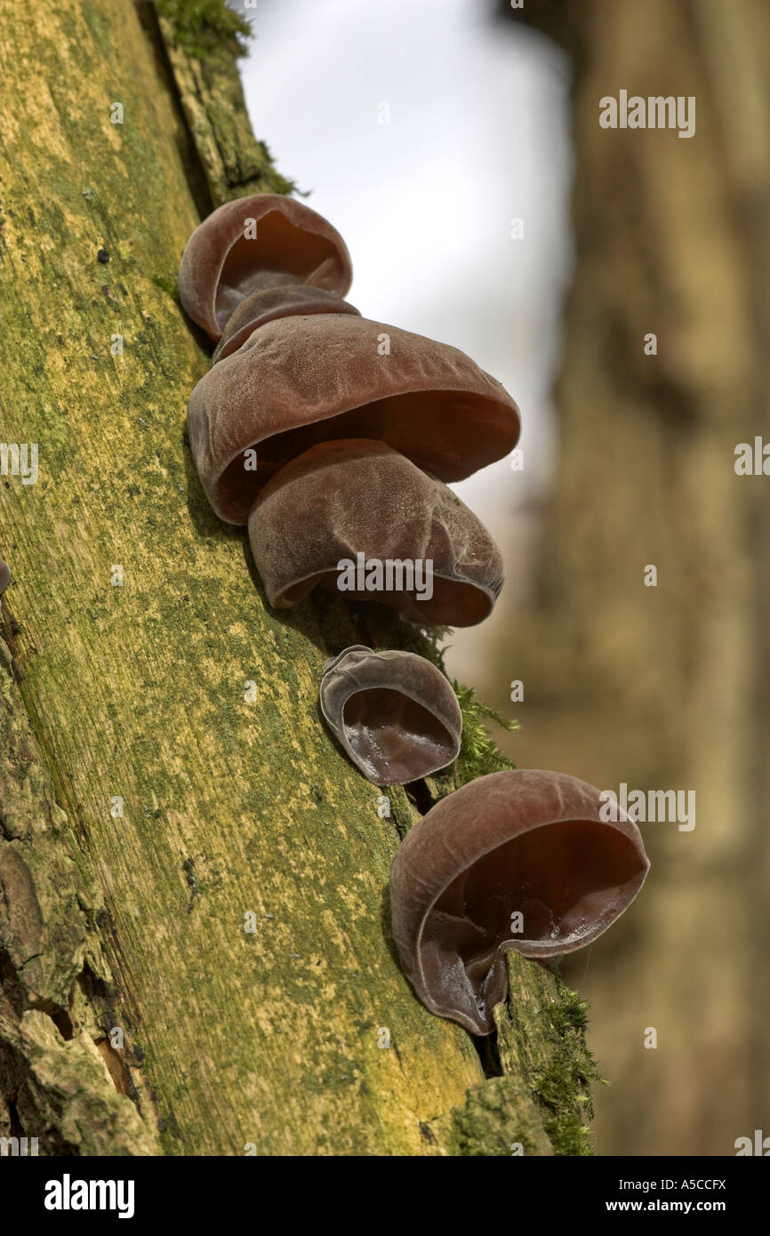 Jew's Ear Auriculaia auricula-judae fungi growing on a dead Elderberry ...