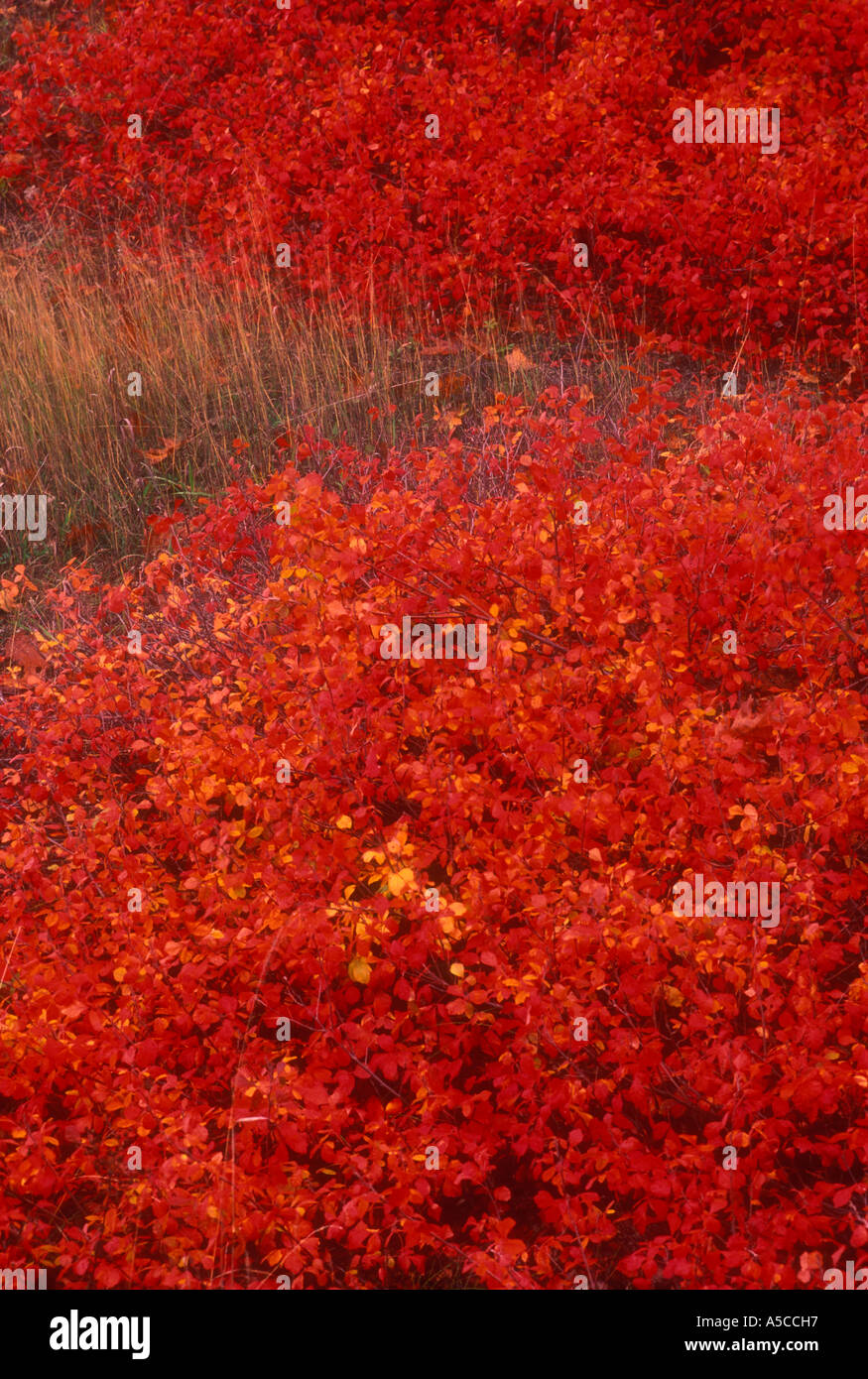 Fragrant sumac (Rhus aromatica) Roadside shrub in autumn colour, with ...