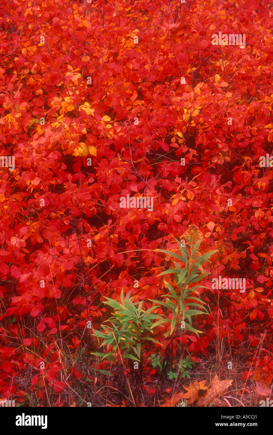 Fragrant sumac (Rhus aromatica) Roadside shrub in autumn colour, with ...