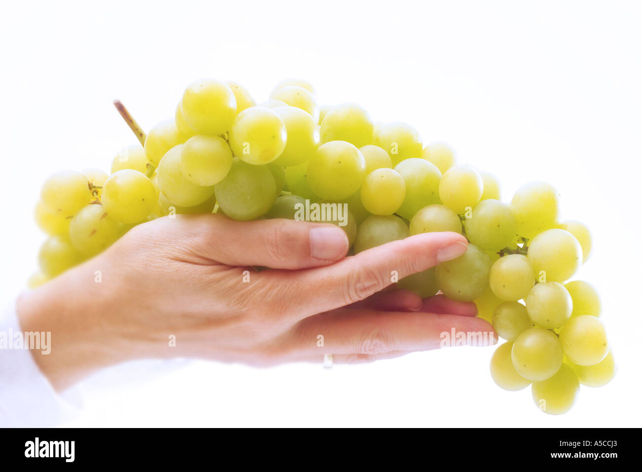 Hand holding grapes leaves hi-res stock photography and images - Alamy