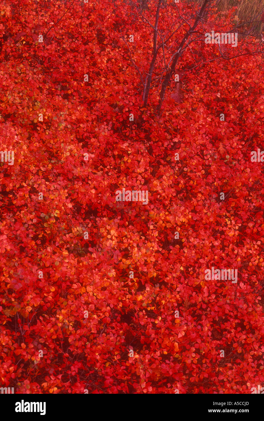 Fragrant sumac (Rhus aromatica) Roadside shrub in autumn colour, with ...