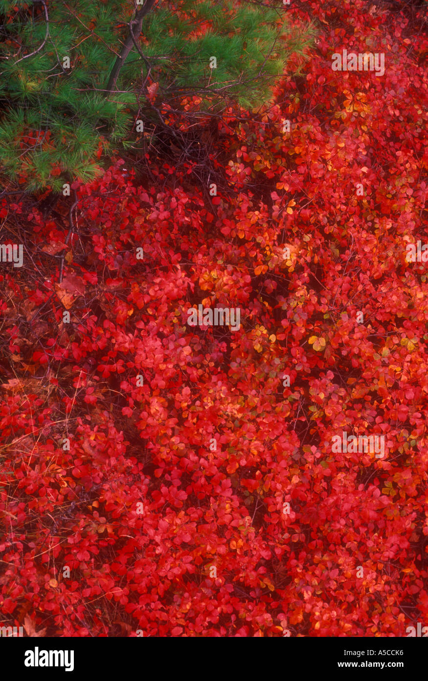 Fragrant sumac (Rhus aromatica) Roadside shrub in autumn colour, with ...