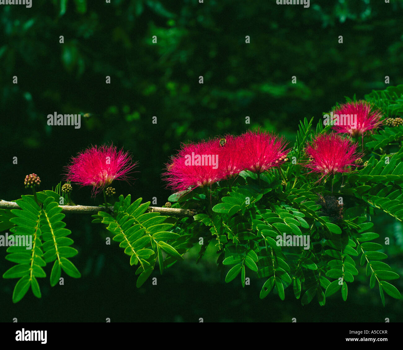 San Diego Powder Puff Tree