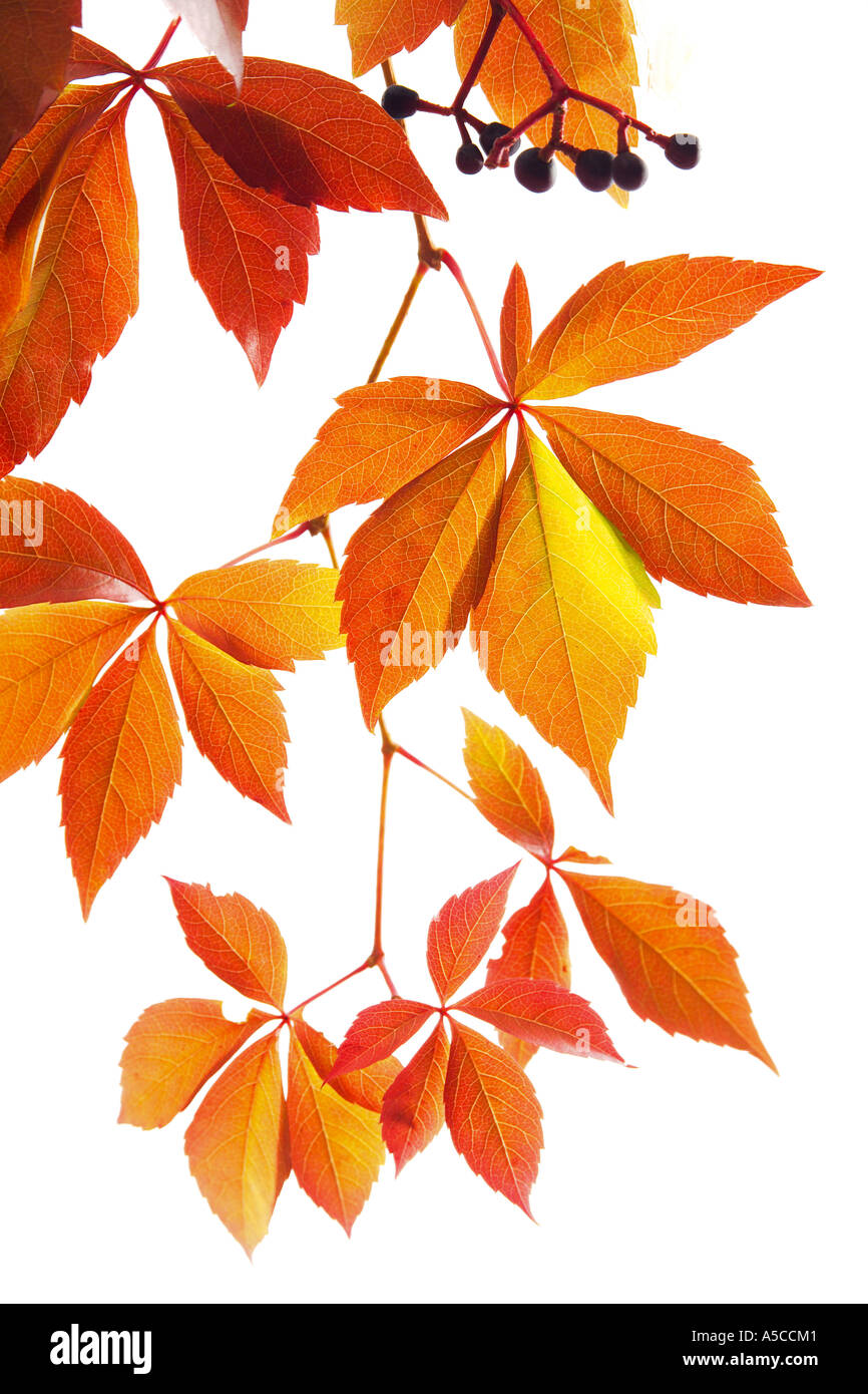 Creeper cutout hi-res stock photography and images - Alamy