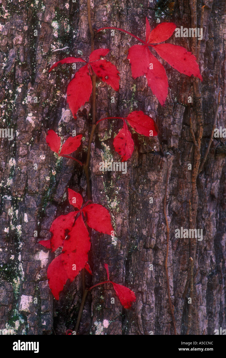 Virginia creeper (Parthenocissus quinquefolia) Vine, autumn colour ...