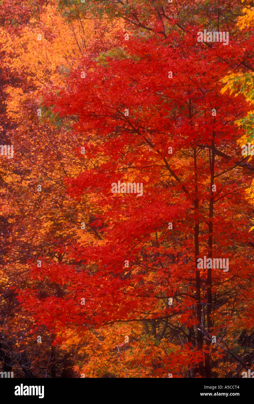 Tree fork with autumn leaves hi-res stock photography and images - Alamy