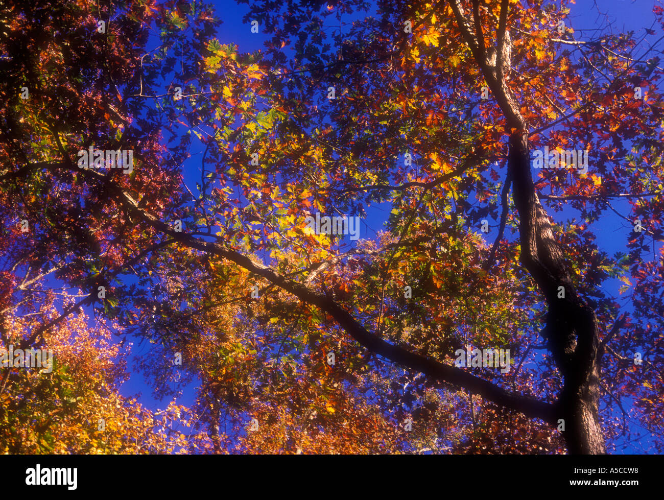 Deciduous tree branches and leaves in autumn colour, Great Smoky ...