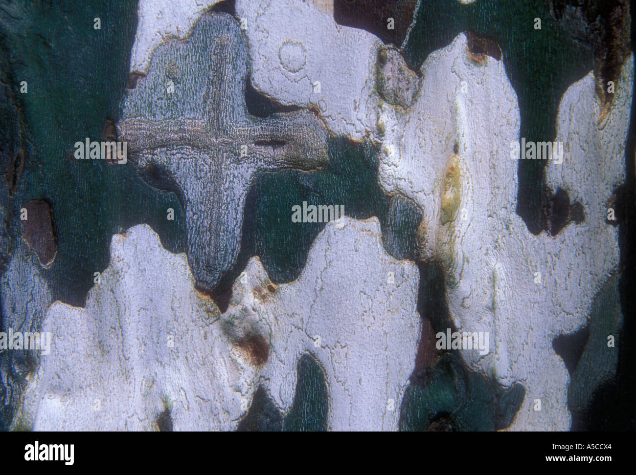 Sycamore Tree Peeling Bark Stock Photos & Sycamore Tree Peeling Bark ...