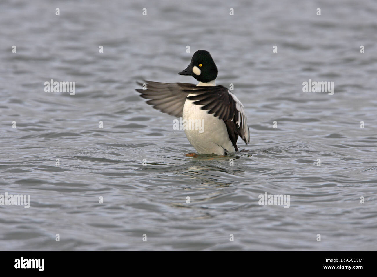 Common Goldeneye Bucephala clangula adult male wing flapping, Rother ...
