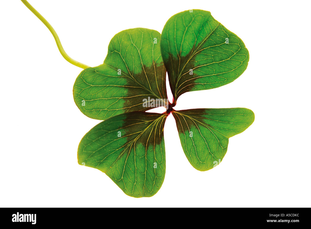 Leaf green four clover Cut Out Stock Images & Pictures - Alamy