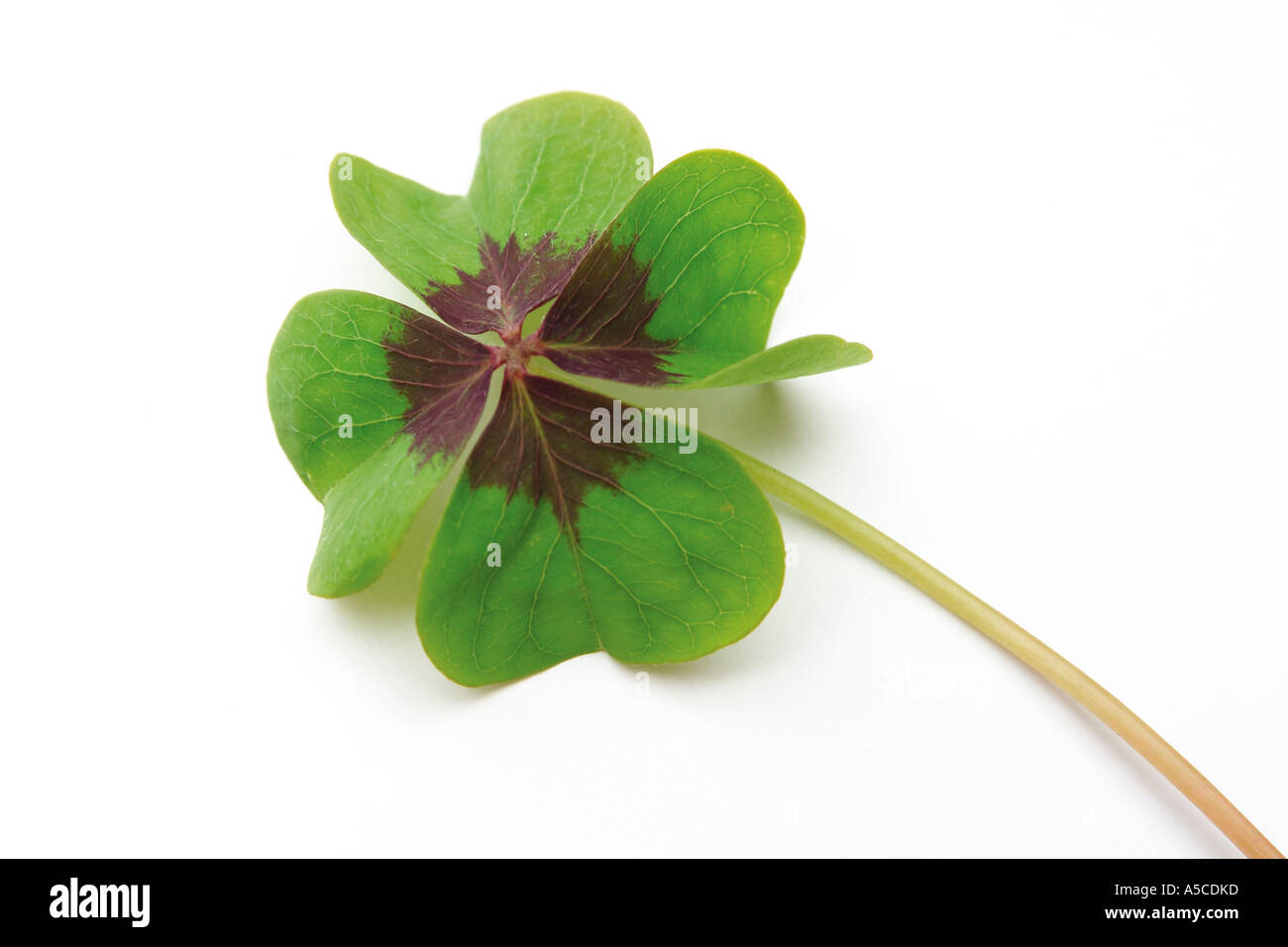 Four leaved clover Stock Photo - Alamy