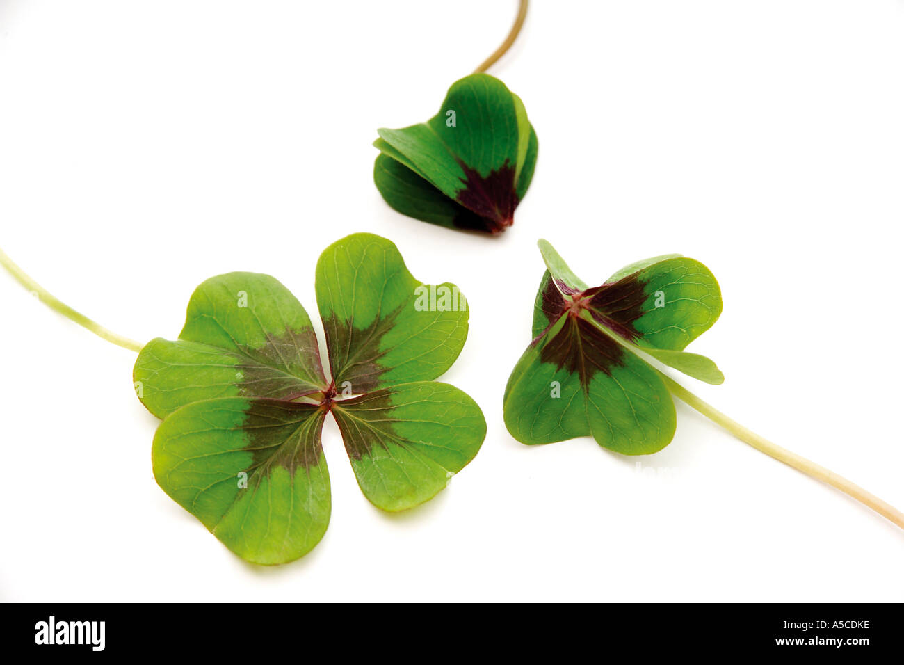3 leaved clover hi-res stock photography and images - Alamy