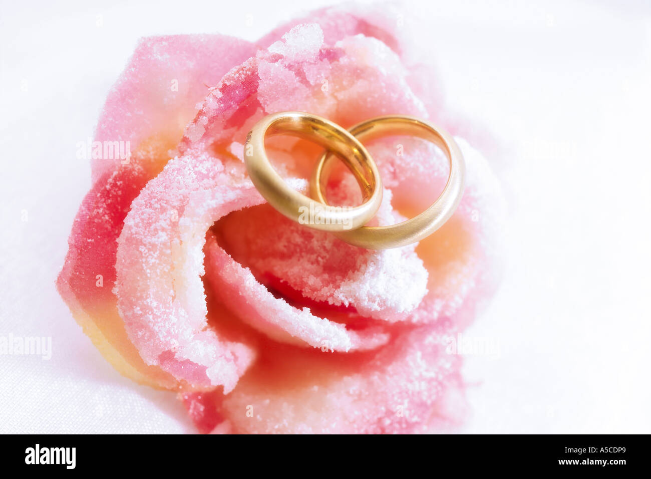 Wedding rings on pink rose Stock Photo - Alamy