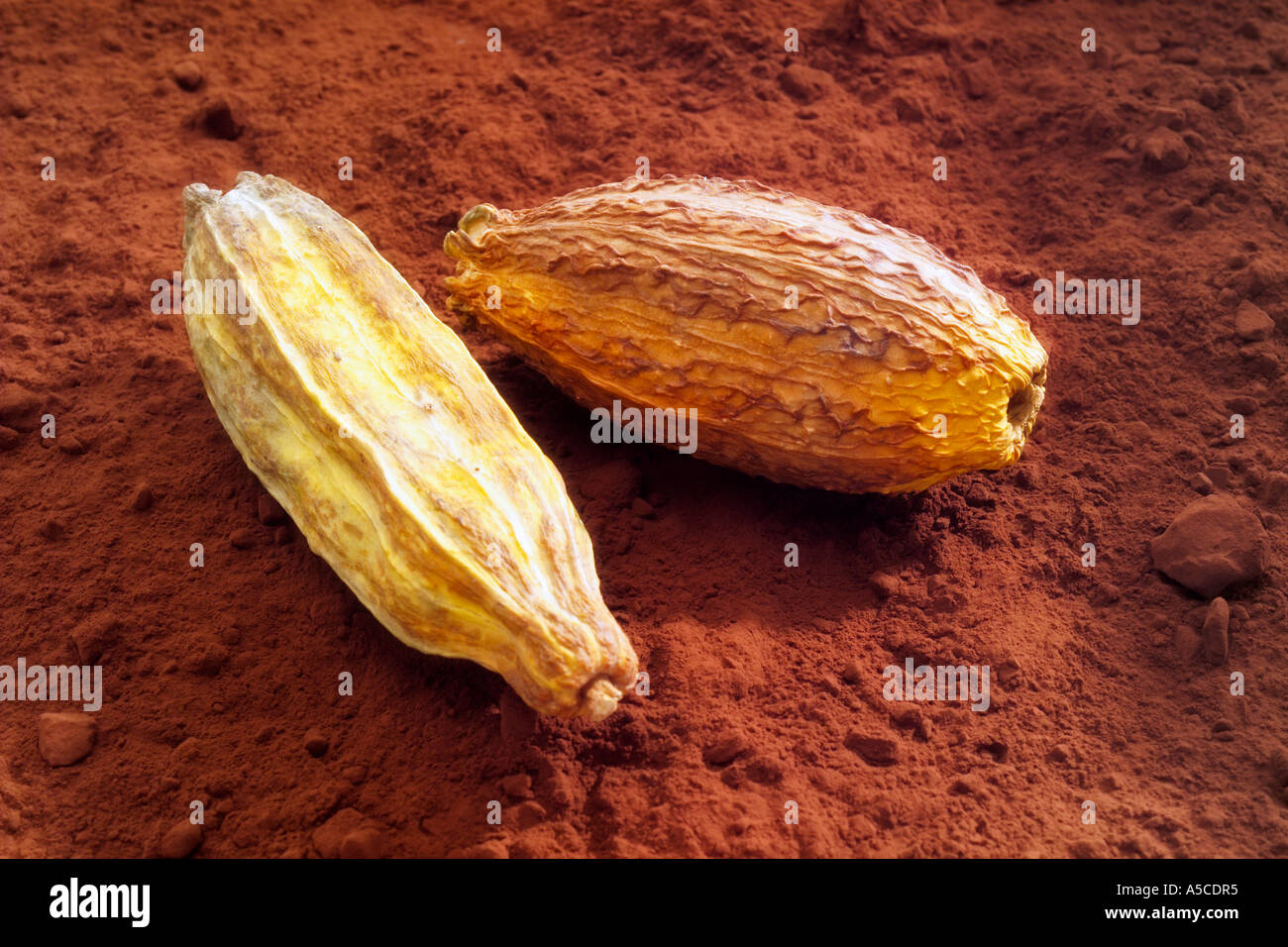 Cacao fruit photos hi-res stock photography and images - Alamy