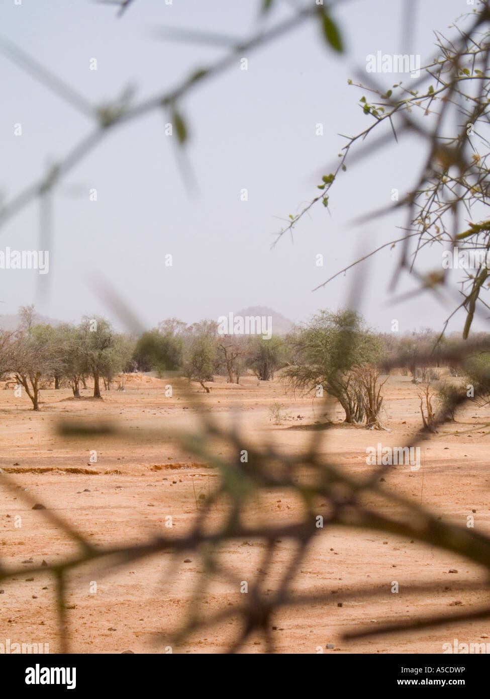Dry arid landscape near Felame River, Senegal, "west africa Stock Photo ...