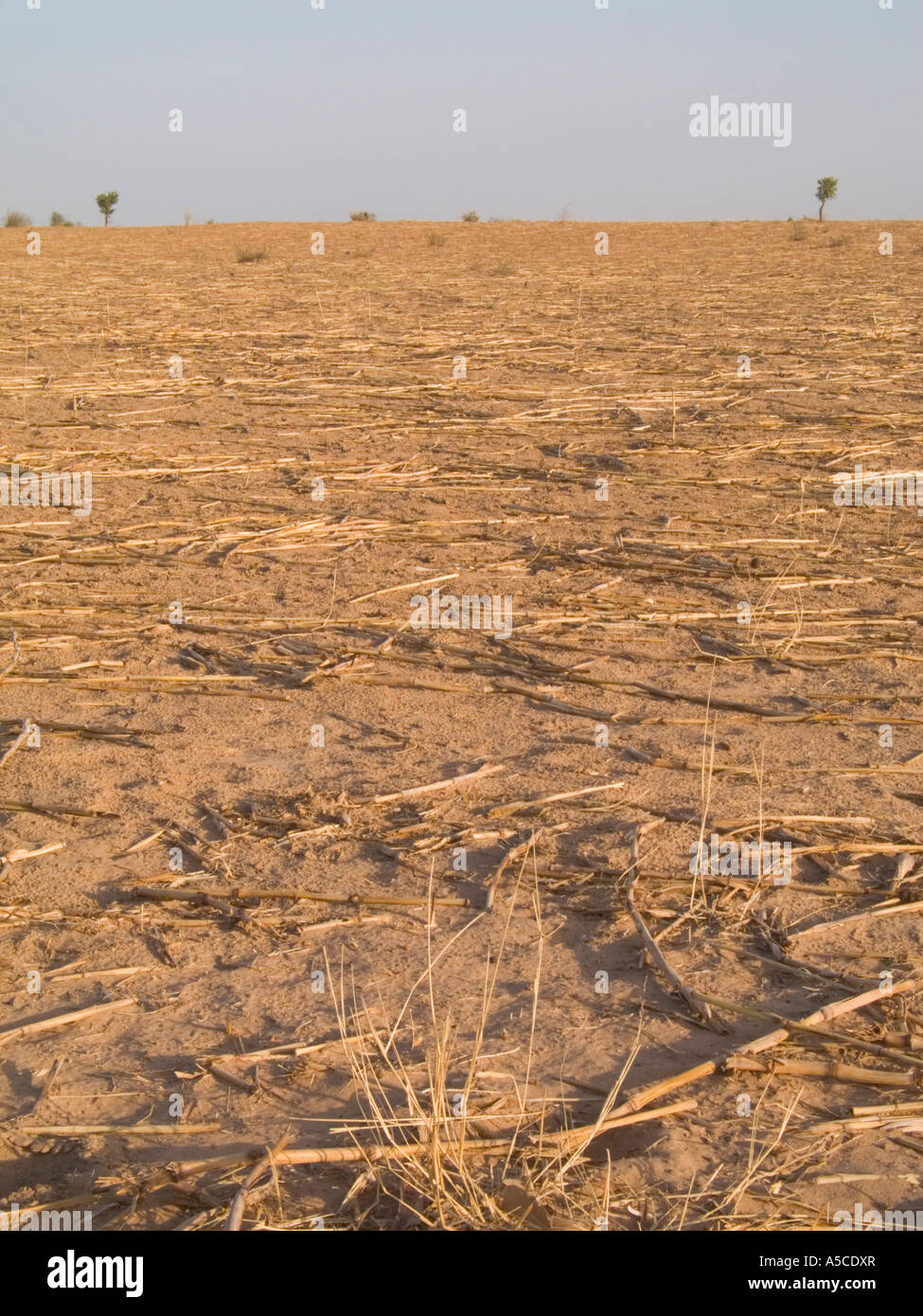 Mali agriculture dry hi-res stock photography and images - Alamy