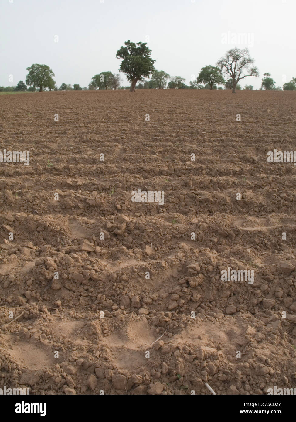 Niger river farming hi-res stock photography and images - Alamy