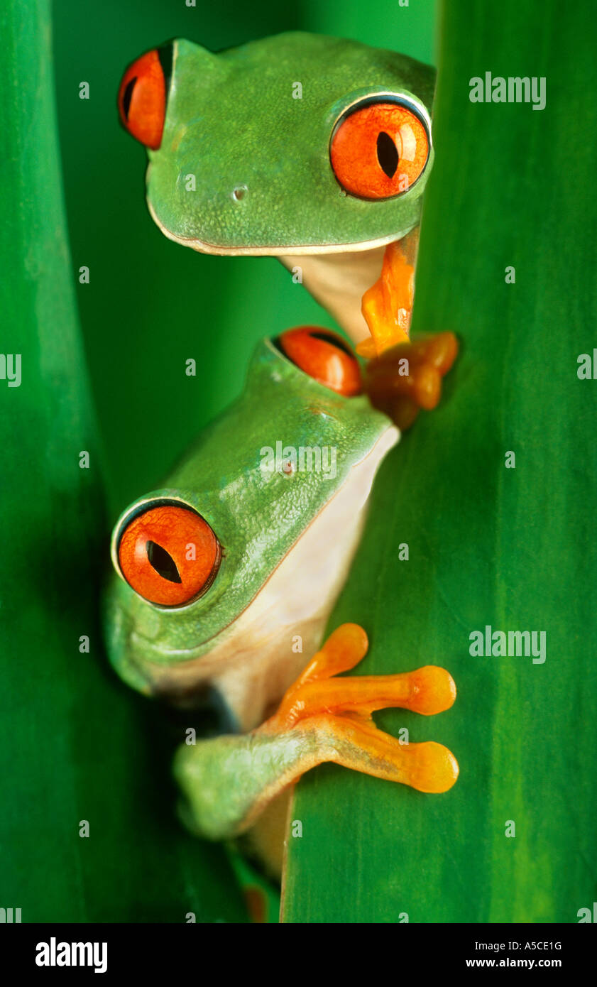 Cute tree frog hi-res stock photography and images - Alamy