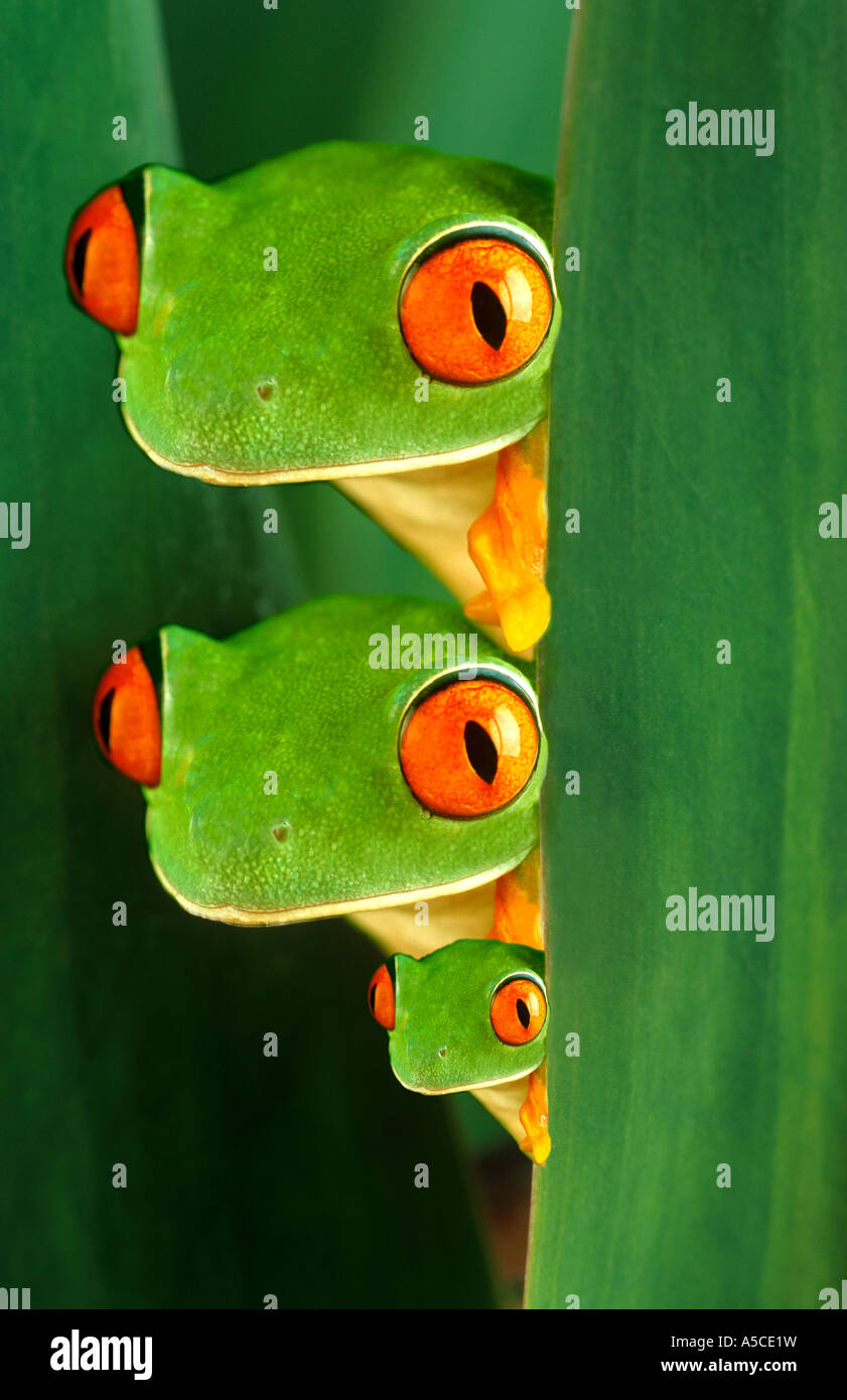 Three Eyed Frog