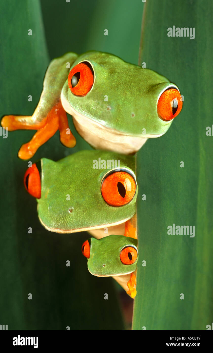 Funny frog hi-res stock photography and images - Alamy